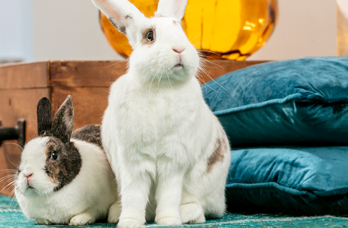 Top Tips for Rabbit Nutrition - MSD Animal Health United Kingdom