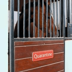 Strangles Management - MSD Animal Health United Kingdom