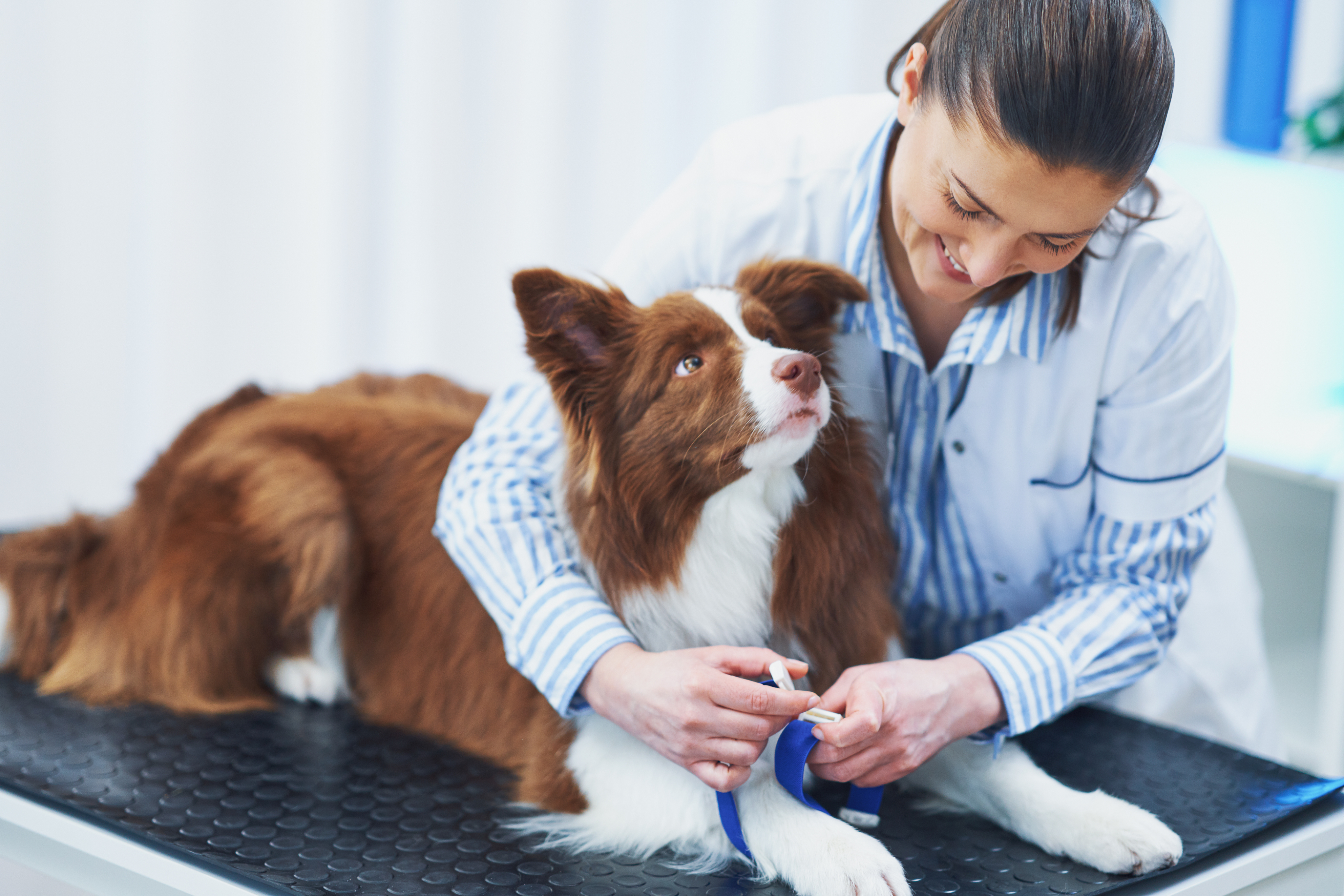 TOXOVAX® - MSD Animal Health United Kingdom