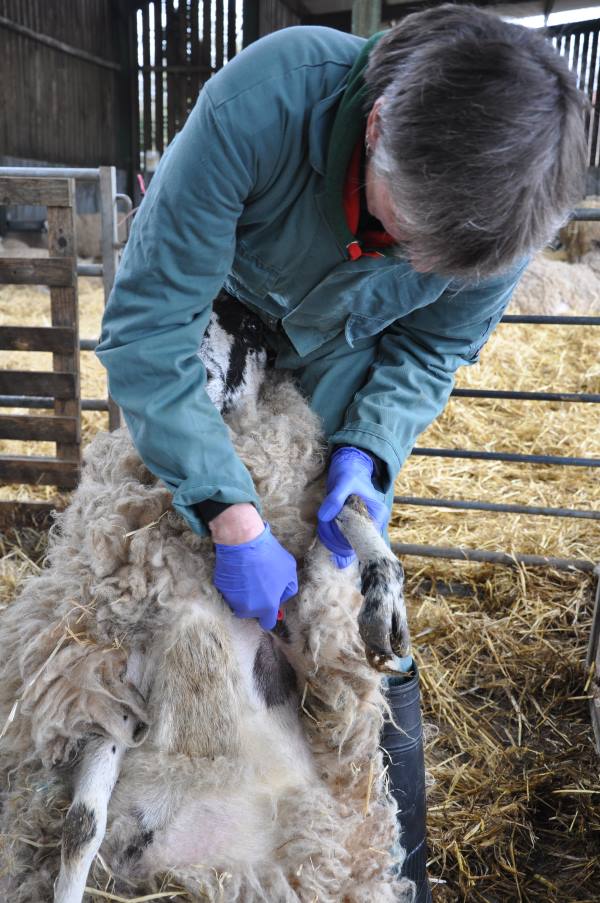 Ewe Vaccination Helps to Limit the Spread of Orf - MSD Animal Health ...