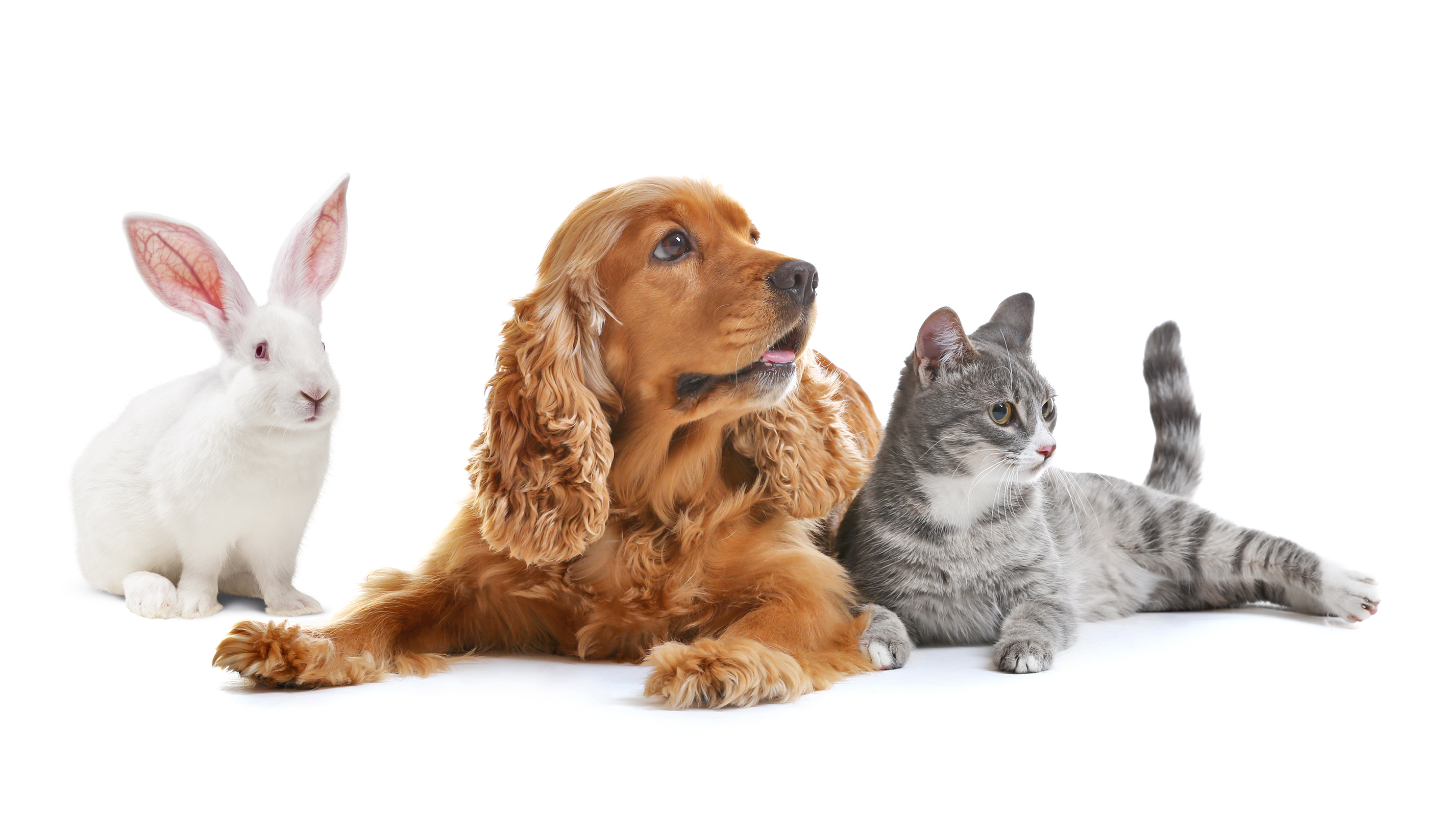 Links - MSD Animal Health United Kingdom