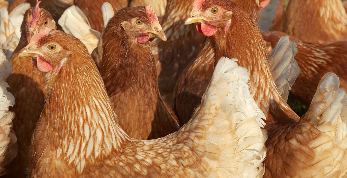 Company home page - MSD Animal Health United Kingdom