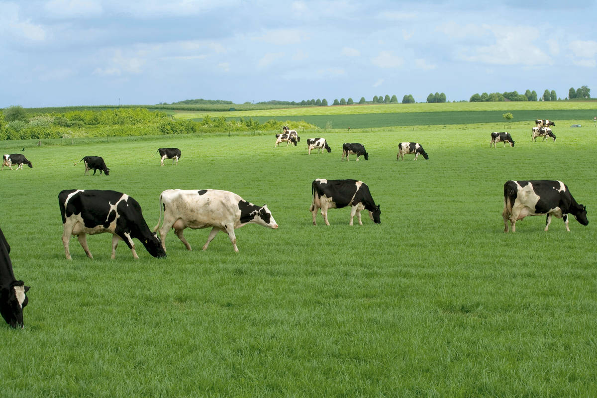 Species - MSD Animal Health United Kingdom